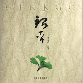 银杏（精）