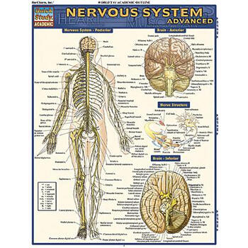 【】Nervous System Advanced