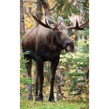 【】Moose Blank Journal