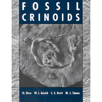 【】Fossil Crinoids