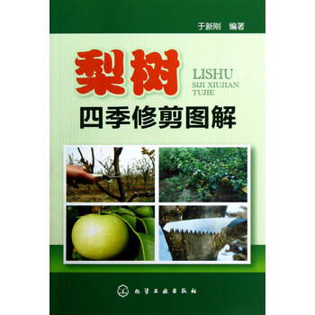梨树四季修剪图解