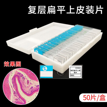 生物切片永久装片人血涂片人体四大组织字母e上字初高中神经装片 复层扁平上皮装片50片