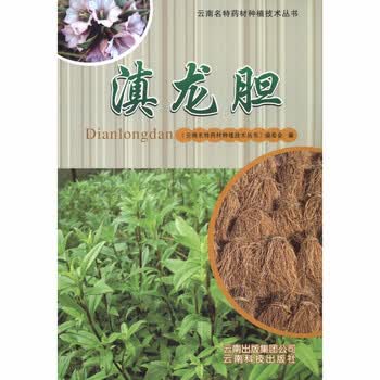 滇龙胆