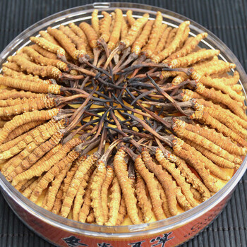 正宗野生冬虫夏草冬虫草虫草王滋补甘孜非那曲虫草干货滋补 特优钻石级40条家庭简装【图片 价格 品牌 报价】-京东