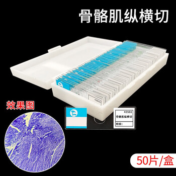 生物切片永久装片人血涂片人体四大组织字母e上字初高中神经装片 骨骼肌纵横切50片