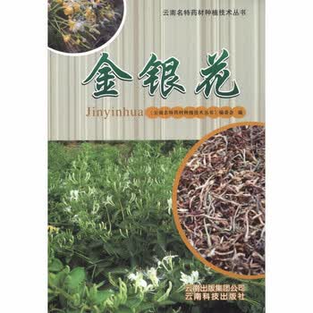 金银花