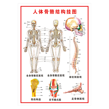医院科室挂画宣传画海报人体骨骼结构挂图示意图贴画WSA25 覆膜防水PP贴纸 60*40厘米