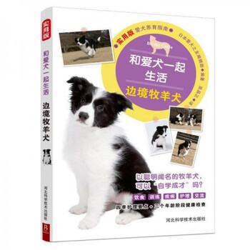 和爱犬一起生活:边境牧羊犬 售价高于定价
