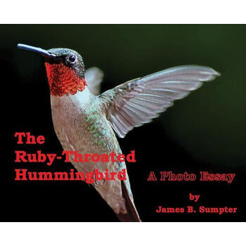 The Ruby-throated Hummingbird: A photo essay