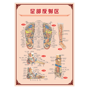 中医养生文化宣传画海报展板足部反射区挂图足疗穴位墙贴画覆膜防水贴纸WSA57 WSA57-03 足部反射区 60*40厘米 覆膜防水PP贴纸