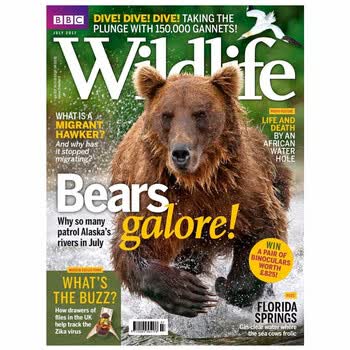 【包邮】订阅BBC Wildlife 野生动物科普杂志 英国英文原版 年订13期