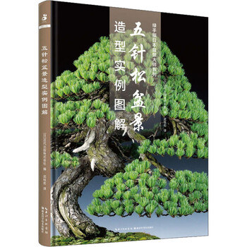 五针松盆景造型实例图解