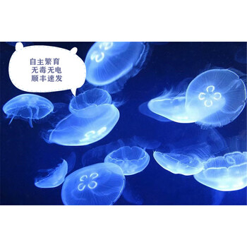 虹弦见海月水母活体宠物赤月大西洋巴布亚观赏水族造景好养 海月水母 2-3CM【图片 价格 品牌 报价】-京东