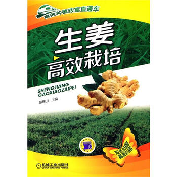 生姜高效栽培 苗锦山 作 书籍