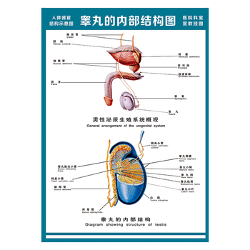 医院科室宣教挂图人体结构示意图器官解剖图全身骨骼图宣传画墙贴画覆膜防水贴纸WSA51 WSA51-09 男性泌尿生殖系统概观图 60*40厘米 覆膜防水PP贴纸