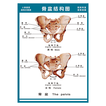 医院科室宣教挂图人体结构示意图器官解剖图全身骨骼图宣传画墙贴画覆膜防水贴纸WSA51 WSA51-04 骨盆结构图 80*60厘米 覆膜防水PP贴纸