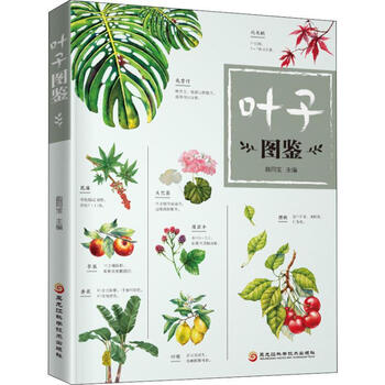 叶子图鉴  叶子图鉴轻轻松松认植物图鉴书籍 中国常见植物野外识别手册写给孩子们的植物书