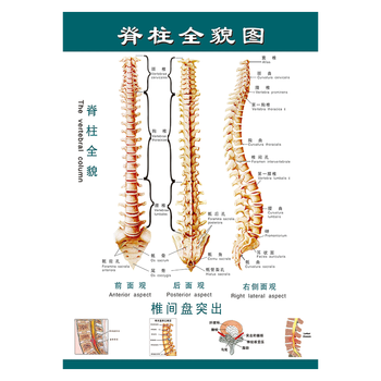 中医宣传画挂图中药配伍禁忌歌十八反十九畏歌脊柱图墙贴画WSA WSA39 脊柱全貌图 100*70厘米 覆膜防水PP贴纸