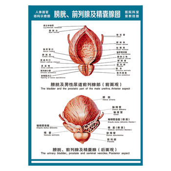 医院科室宣教挂图人体结构示意图器官解剖图全身骨骼图宣传画墙贴画覆膜防水贴纸WSA51 WSA51-13 膀胱及男性尿道前列腺部图 60*40厘米 覆膜防水PP贴纸