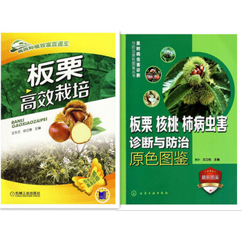 板栗高效栽培