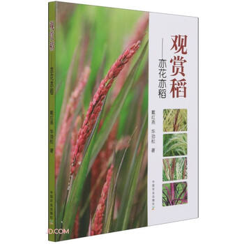 观赏稻--亦花亦稻