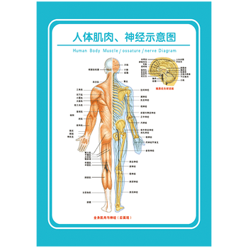 医院科室挂图解剖图人体神经系统概观示意图宣传画贴画WSA52 WSA52-01 人体肌肉神经示意图 60*40厘米 PP覆膜防水贴纸