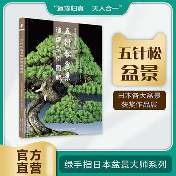 五针松盆景造型实例图解