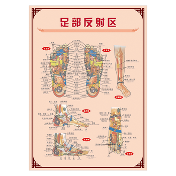 中医养生按摩国家标准足穴挂图脚底足部反射区宣穴位图传画WSA WSA57-03 足部反射区 60x80cm  PP覆膜贴纸