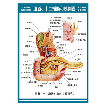医院科室宣教挂图人体结构示意图器官解剖图全身骨骼图宣传画墙贴画覆膜防水贴纸WSA51 WSA51-01 胆道十二指肠和胰图 100*70厘米 覆膜防水PP贴纸