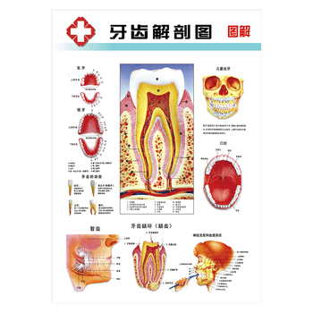 牙科宣传画挂图海报牙齿结构图知识常识示意图解剖图PP防水覆膜贴纸WSA13 WSA13-06 牙齿知识图解 70x100cm  防水油画布