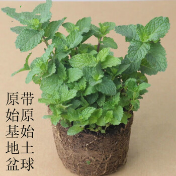 MEXEMINA河南老家小叶大叶食用十香菜蒜汁捞面条香草植物薄荷驱蚊的 河南特产藿香盆栽1盆_收到就能 不含盆【图片 价格 品牌 报价】-京东