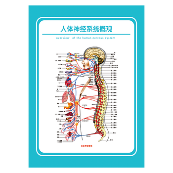 医院科室挂图解剖图人体神经系统概观示意图宣传画贴画WSA52 WSA52-05 人体神经系统概观 120*80厘米 PP覆膜防水贴纸