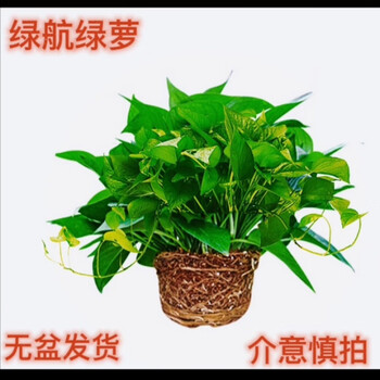 梦茜儿（Mexemina）绿航绿萝盆栽室内吸除甲醛绿植净化空气大叶植物长藤垂吊绿箩 绿航绿萝180不带盆2盆 带盆栽好【图片 价格 品牌 报价】-京东