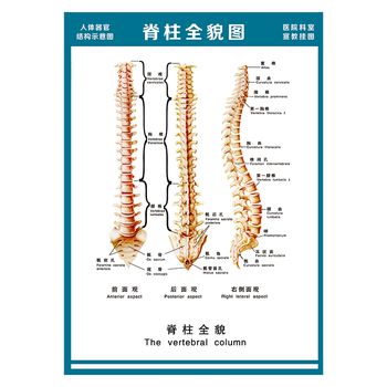 医院科室宣教挂图人体结构示意图器官解剖图全身骨骼图宣传画墙贴画覆膜防水贴纸WSA51 WSA51-05 脊柱全貌图 70*50厘米 覆膜防水PP贴纸