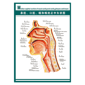 定制医院挂图海报人体器官系统结构图示意图解剖图墙贴画覆膜防水贴纸WSA12 WSA12-04 鼻腔口腔正中矢状图 120*80厘米 覆膜防水PP贴纸