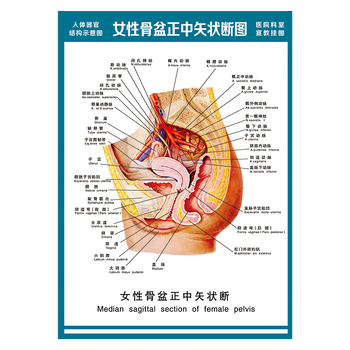 医院科室挂图人体结构图女性外生殖器示意图解剖图宣传画墙贴纸WSA51 WSA51-10 女性骨盆正中矢状断 120*80厘米 覆膜防水PP贴纸