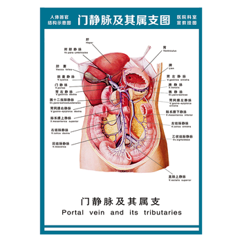 医院科室宣教挂图人体结构示意图器官解剖图全身骨骼图宣传画墙贴画覆膜防水贴纸WSA51 WSA51-06 门静脉及其属支图 60*40厘米 覆膜防水PP贴纸