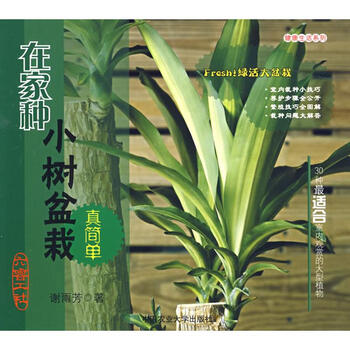 在家种小树盆栽真简单