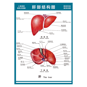 医院科室宣教挂图人体结构示意图器官解剖图全身骨骼图宣传画墙贴画覆膜防水贴纸WSA51 WSA51-02 肝部结构图 80*60厘米 覆膜防水PP贴纸
