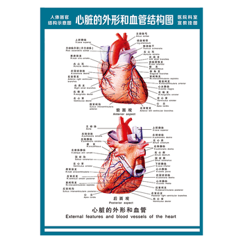 医院科室宣教挂图人体结构示意图器官解剖图全身骨骼图宣传画墙贴画覆膜防水贴纸WSA51 WSA51-20 心脏外形和血管图 60*40厘米 覆膜防水PP贴纸