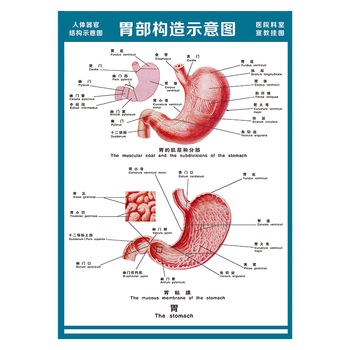 医院科室宣教挂图人体结构示意图器官解剖图全身骨骼图宣传画墙贴画覆膜防水贴纸WSA51 WSA51-18 胃部构造示意图 60*40厘米 覆膜防水PP贴纸