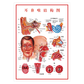 医院挂图宣传画海报耳鼻喉结构图示意图解剖图墙贴画覆膜防水贴纸WSA11 覆膜防水PP贴纸 80*60厘米