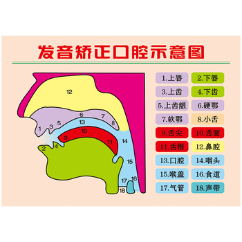 发音器官图解宣传画海报挂图发音矫正口腔示意图墙贴画覆膜防水贴纸WSA83 WSA83-01 发音矫正口腔示意图 120*80厘米 PP覆膜防水贴纸