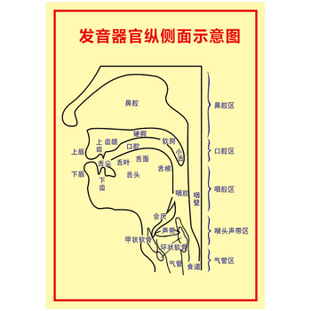 发音器官图解宣传画海报挂图发音矫正口腔示意图墙贴画覆膜防水贴纸WSA83 WSA83-03 发音器官纵侧面示意图 100*70厘米 PP覆膜防水贴纸