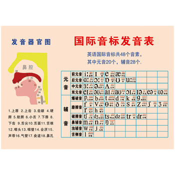 发音器官图解宣传画海报挂图发音矫正口腔示意图墙贴画覆膜防水贴纸WSA83 WSA83-02 发音器官图 100*70厘米 PP覆膜防水贴纸