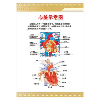 医院科室挂图人体解剖图心脏外形和血管结构图示意图宣传画WSA51 WSE43-04 心脏示意图 70*50厘米