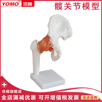优模 人体关节模型 肩肘手髋膝踝关节功能附韧带模型 手足脚关节医用骨骼教学模型 XC-110 髋关节模型
