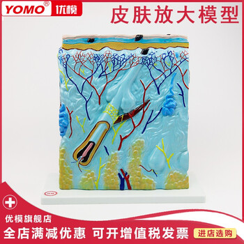 优模 立体皮肤模型 医用美容整形皮肤层次解剖 人体皮肤组织结构放大模型 皮肤切面模型 BOU-XC313 皮肤放大模型 105倍