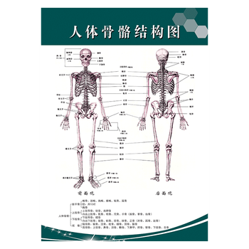 医院科室挂图宣传画海报挂画人体骨骼结构图示意图贴画WSA24 覆膜防水PP贴纸 60*40厘米