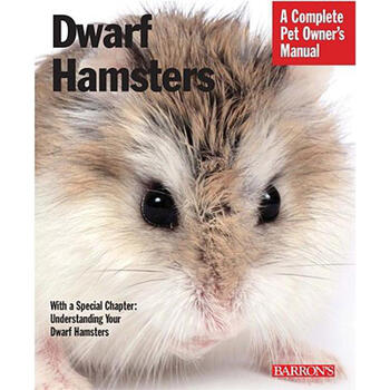 Dwarf Hamsters: Everything about Purchase, C...